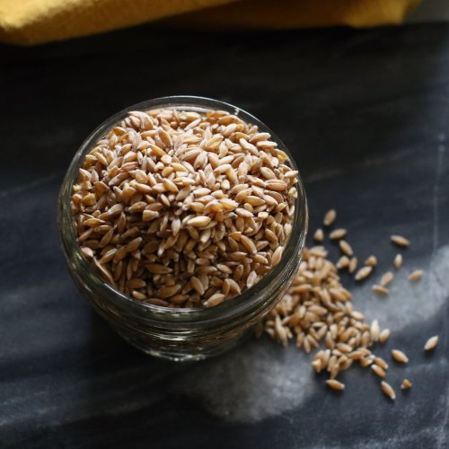Einkorn Berries | Certified Organic Heirloom Farro – Shady Side Farm