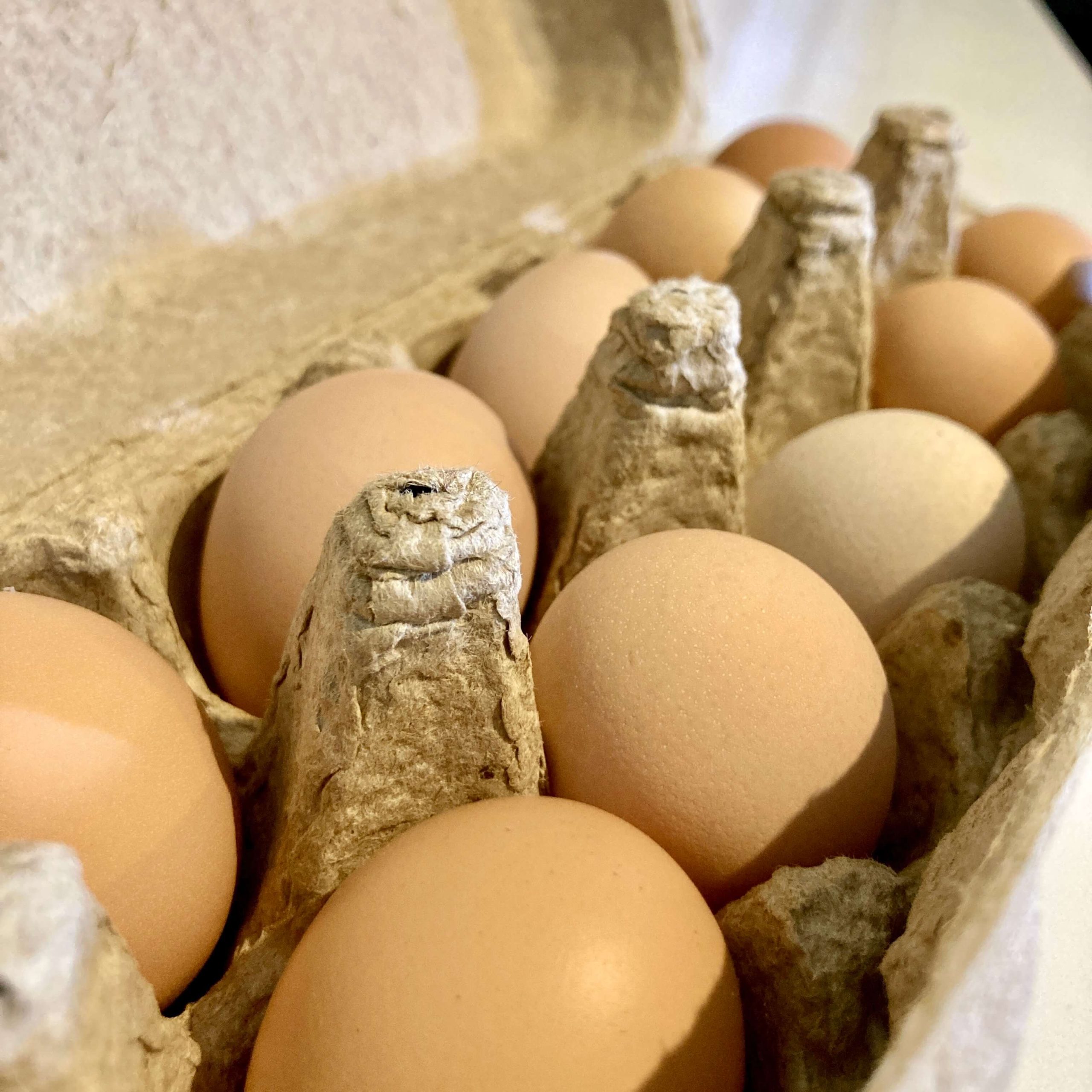 Certified Organic Eggs (Local Sales Only) – Shady Side Farm